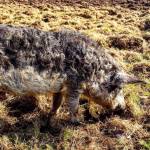 Amazing Hungarian Mangalitsa Pigs - Jacobs Heritage Farm