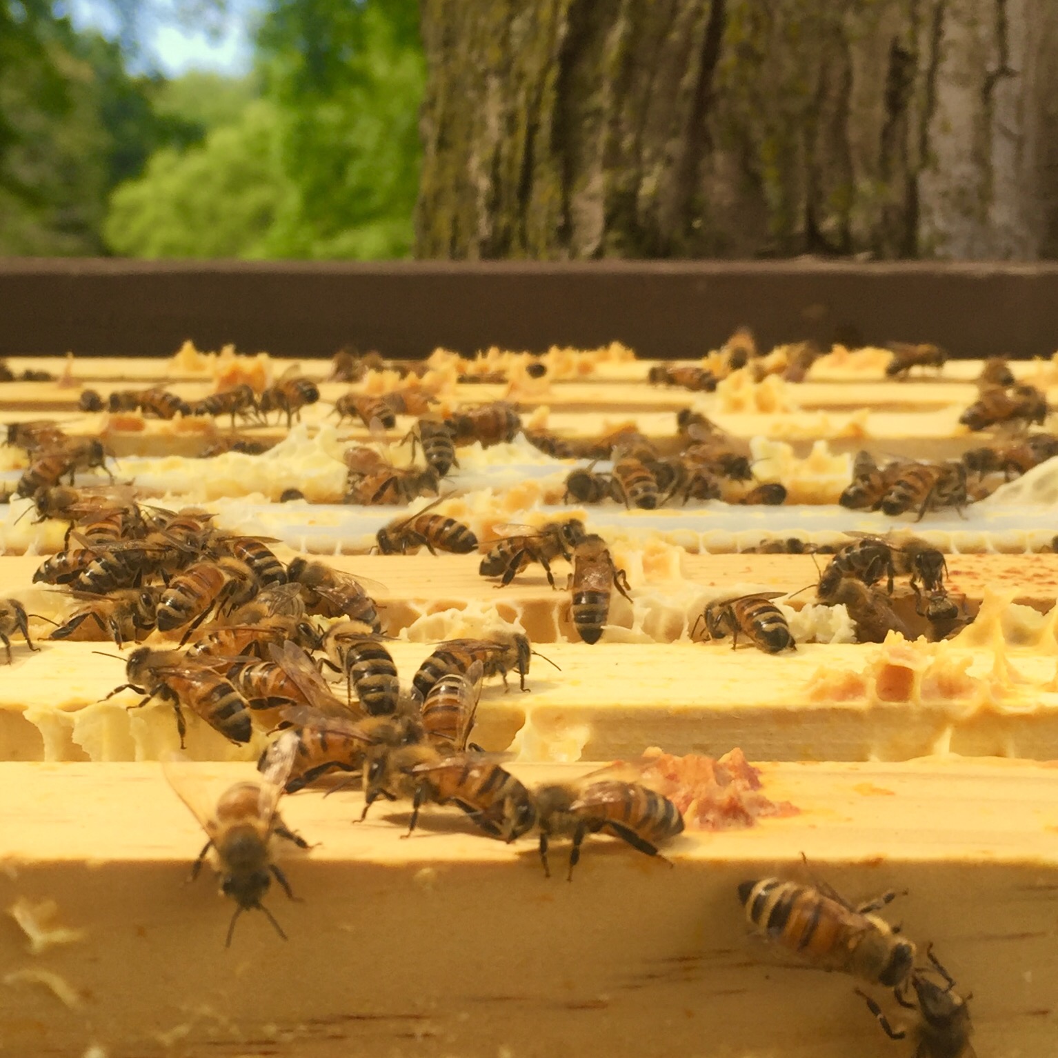Adopt-A-Bee Fundraiser - Help Us Help Bees! - Jacobs Heritage Farm